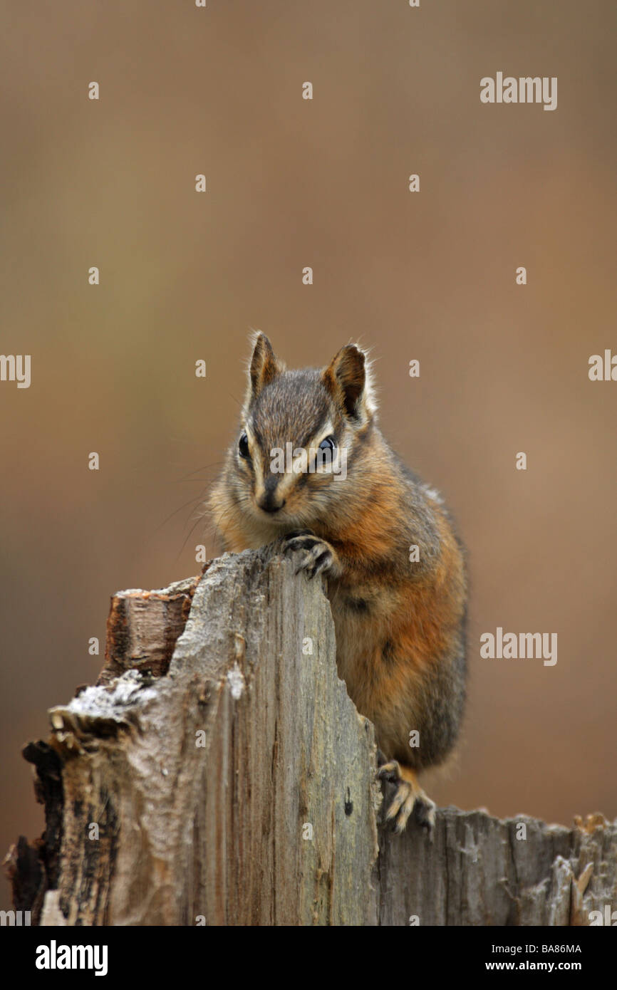Chipmunk sitting ontop of an old tree stump in Yellowstone national ...