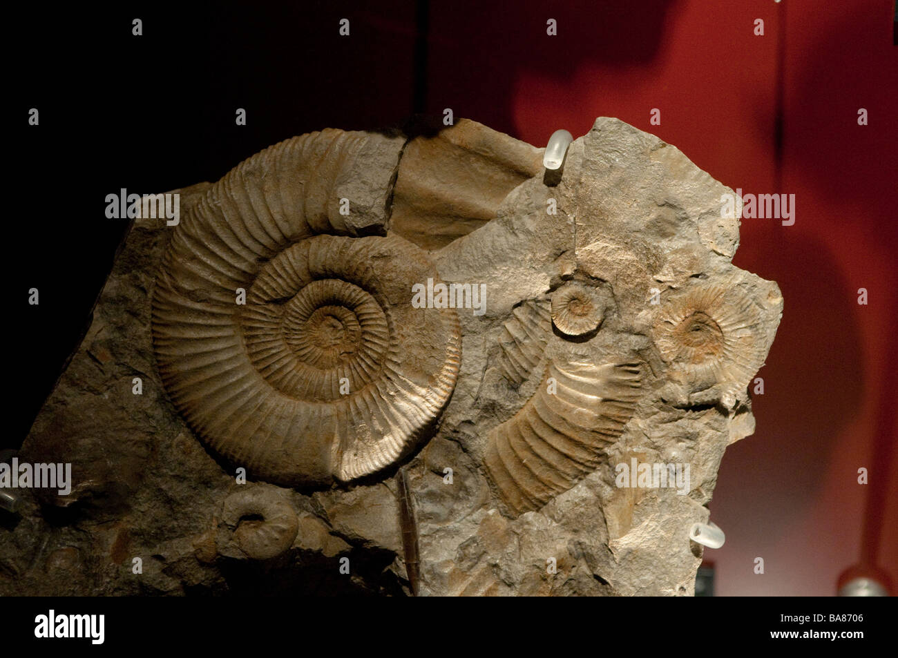 Fossil exhibit in the Fossil and Mineral Museum Bathurst New South ...