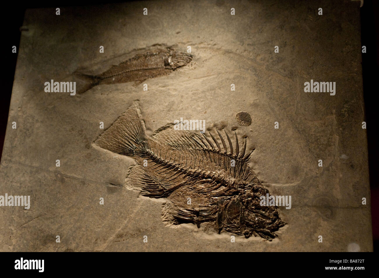 Fish fossil australia hi-res stock photography and images - Alamy