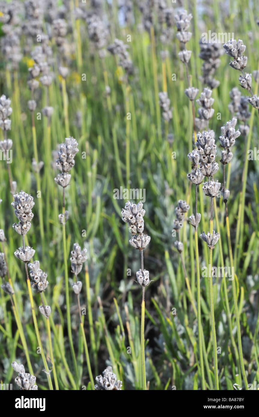 Lavender plant wilting hi-res stock photography and images - Alamy