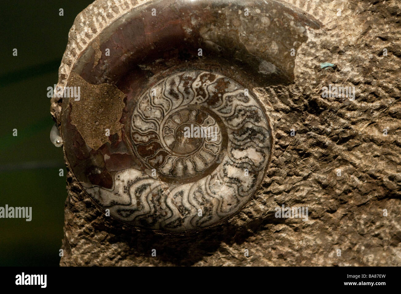 Fossil exhibit in the Fossil and Mineral Museum Bathurst New South ...