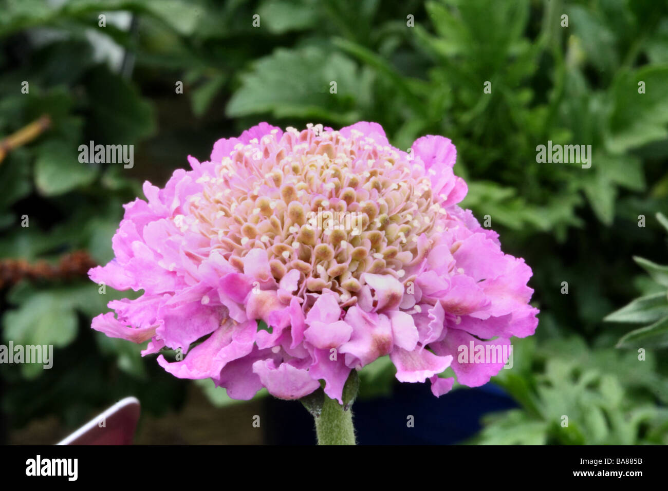 Scabious Flower profile in detail macr shot showingh flower structure ...