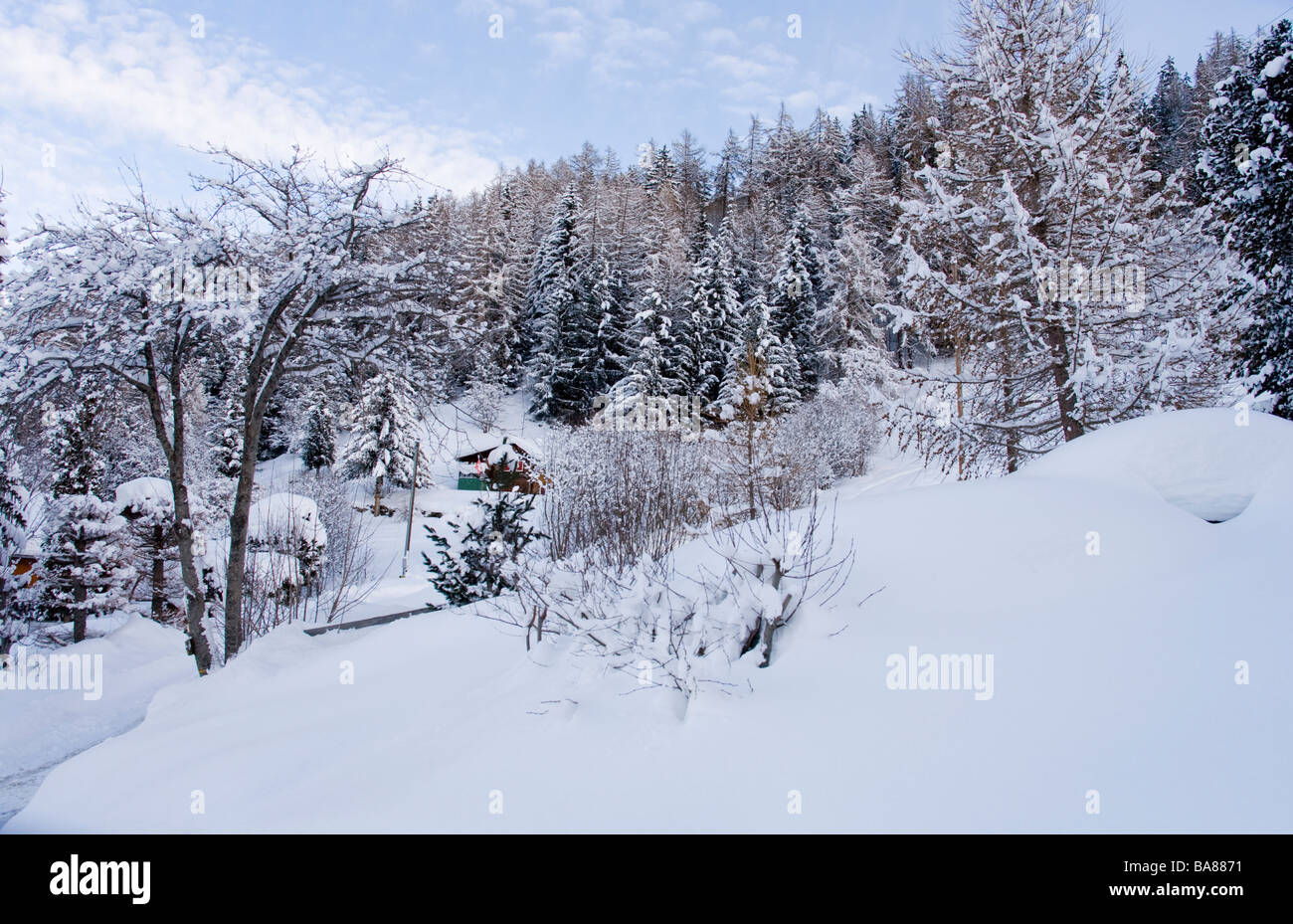 Alpine forest hi-res stock photography and images - Alamy