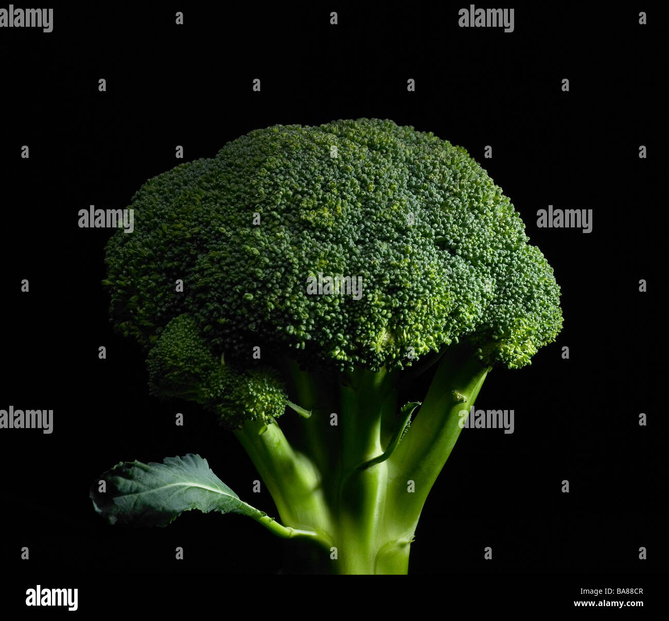 fresh vivid green broccoli on black background Stock Photo - Alamy