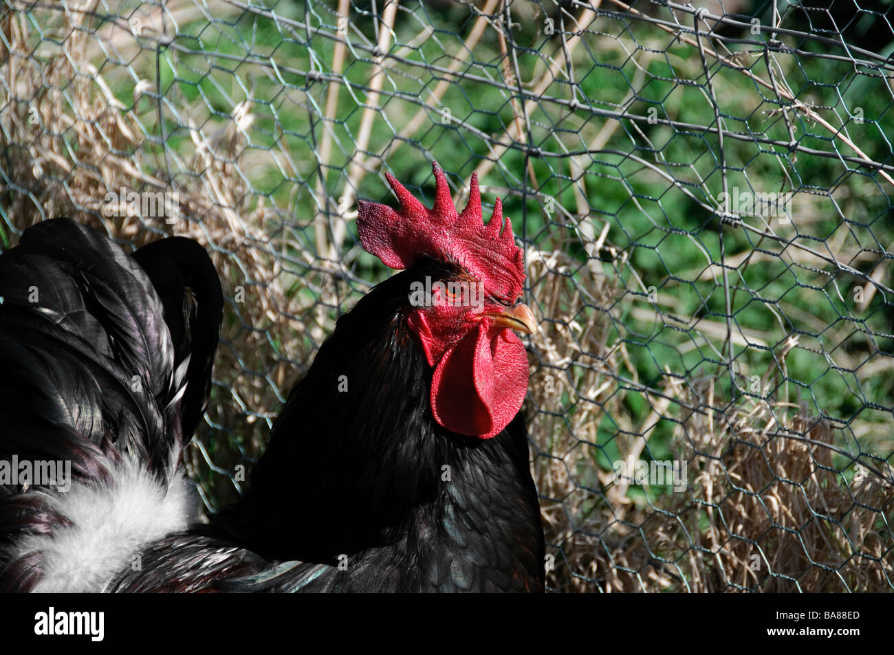 A fierce rooster in a coop, with chicken wire in background Stock Photo ...