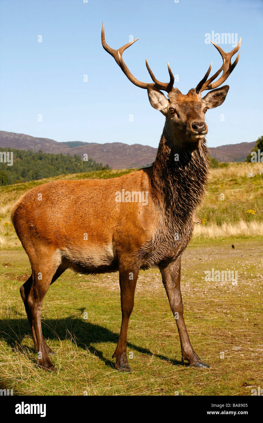 Scotland : stag Stock Photo - Alamy