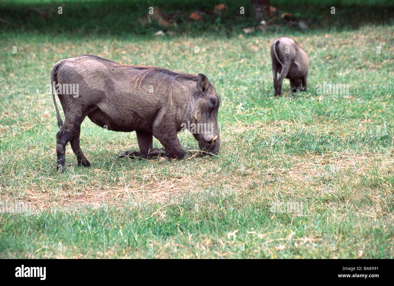 Warthog like hi-res stock photography and images - Alamy