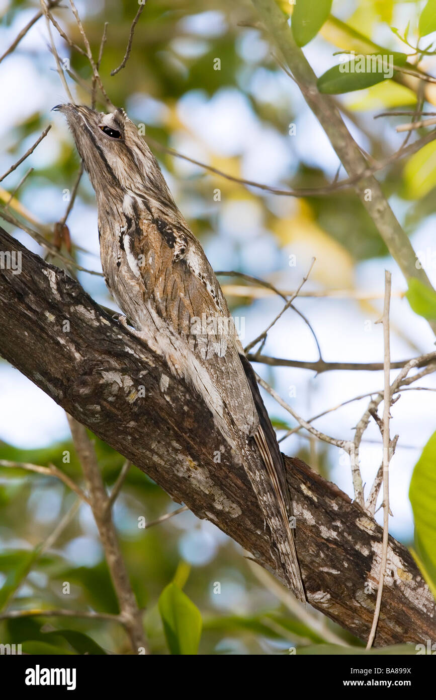 Northern Potoo High Resolution Stock Photography and Images - Alamy