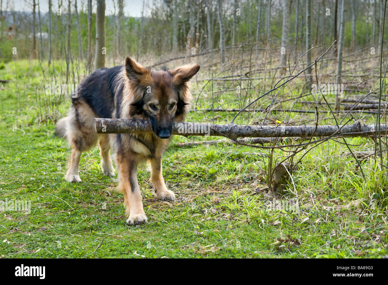 German Shepherd dog picking up small cut tree and trying to bring it ...
