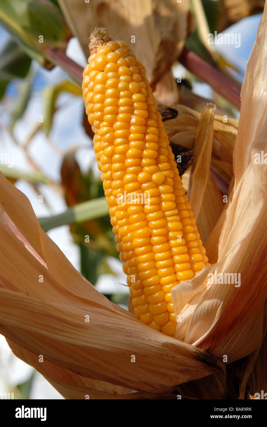 Ear sh hi-res stock photography and images - Alamy