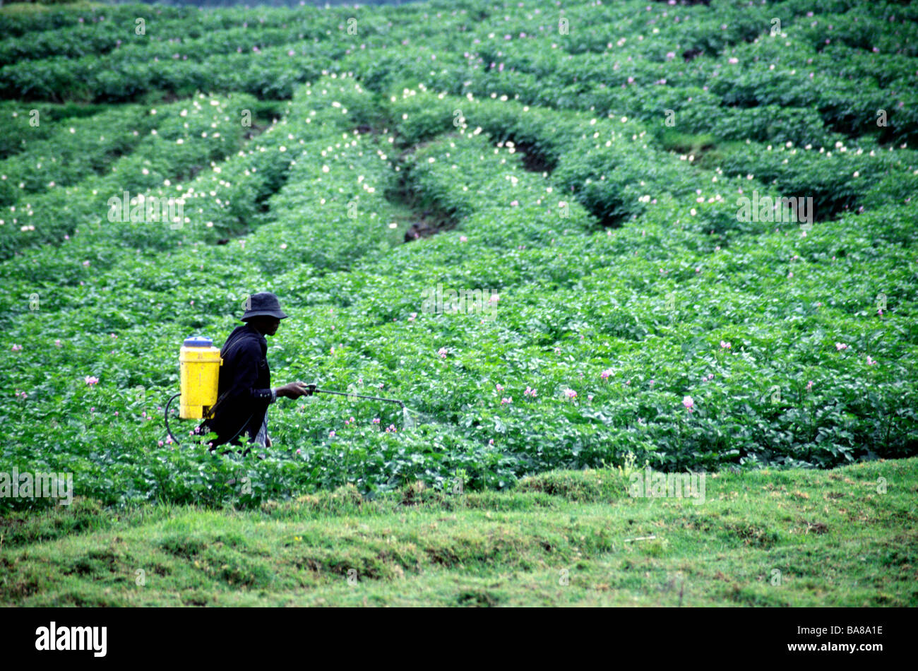 Farmer spraying potato field hi-res stock photography and images - Alamy