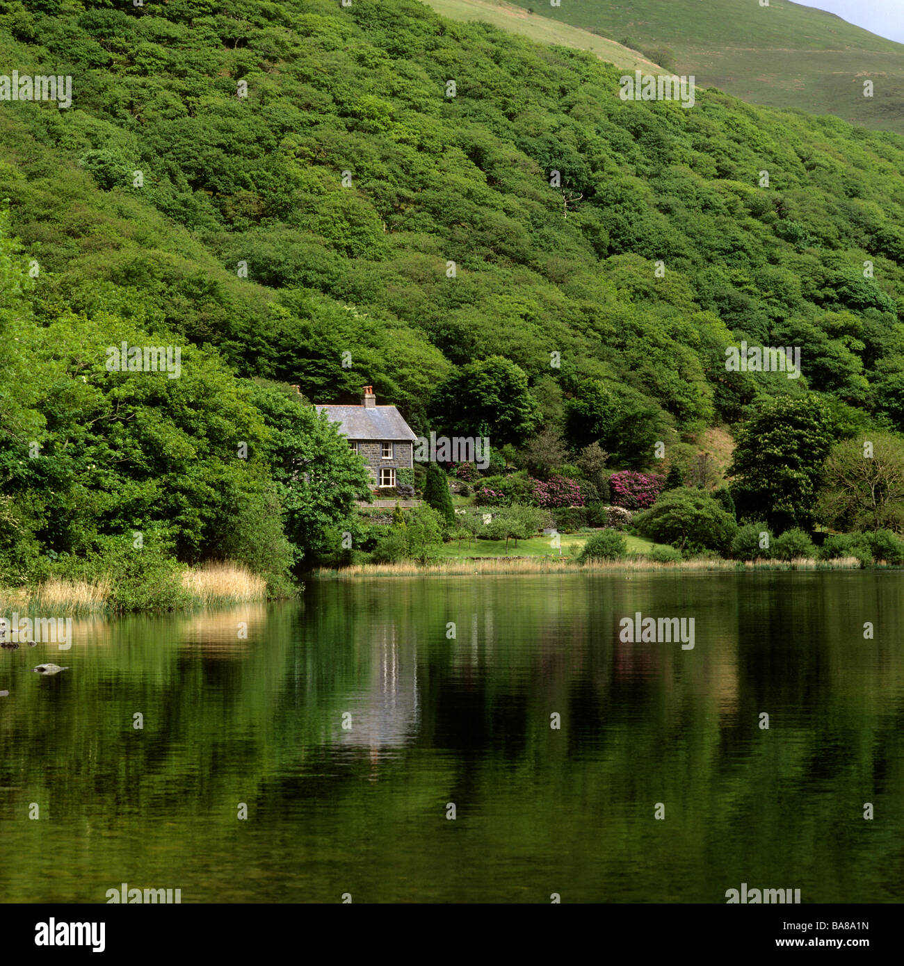 UK Wales Gwynedd cottage on edge of Tal y Llyn lake Stock Photo - Alamy
