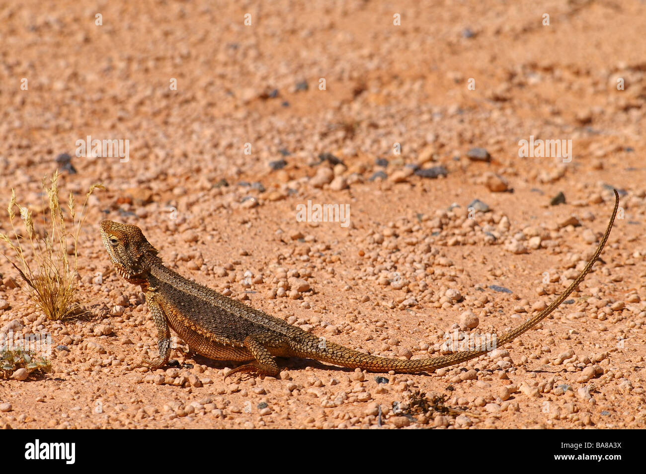 Dwarf Bearded Dragon (Pogona minor) basking in the red sands of the ...