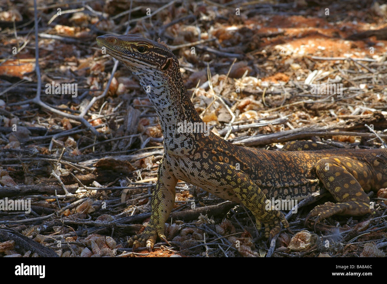 Gould's Monitor Lizard (Varanus gouldii) at Peron Homestead, Shark Bay ...