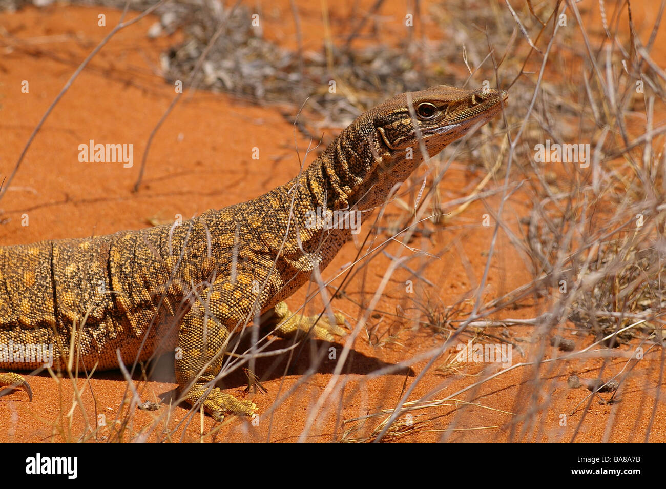 Gould's Monitor Lizard (Varanus gouldii) at Peron Homestead, Shark Bay ...