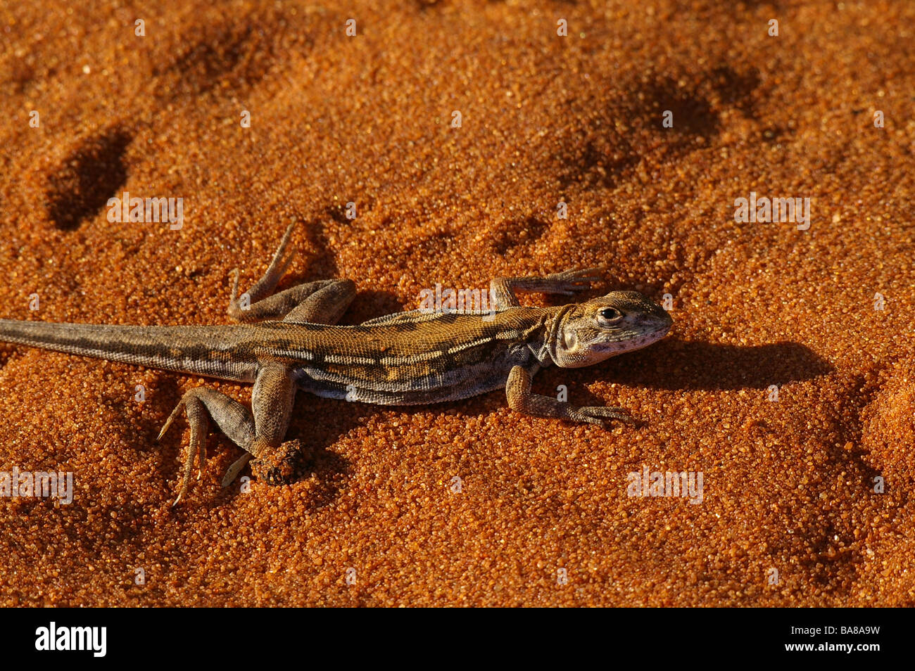 Spotted Military Dragon (Ctenophorus maculatus maculatus) watching ...