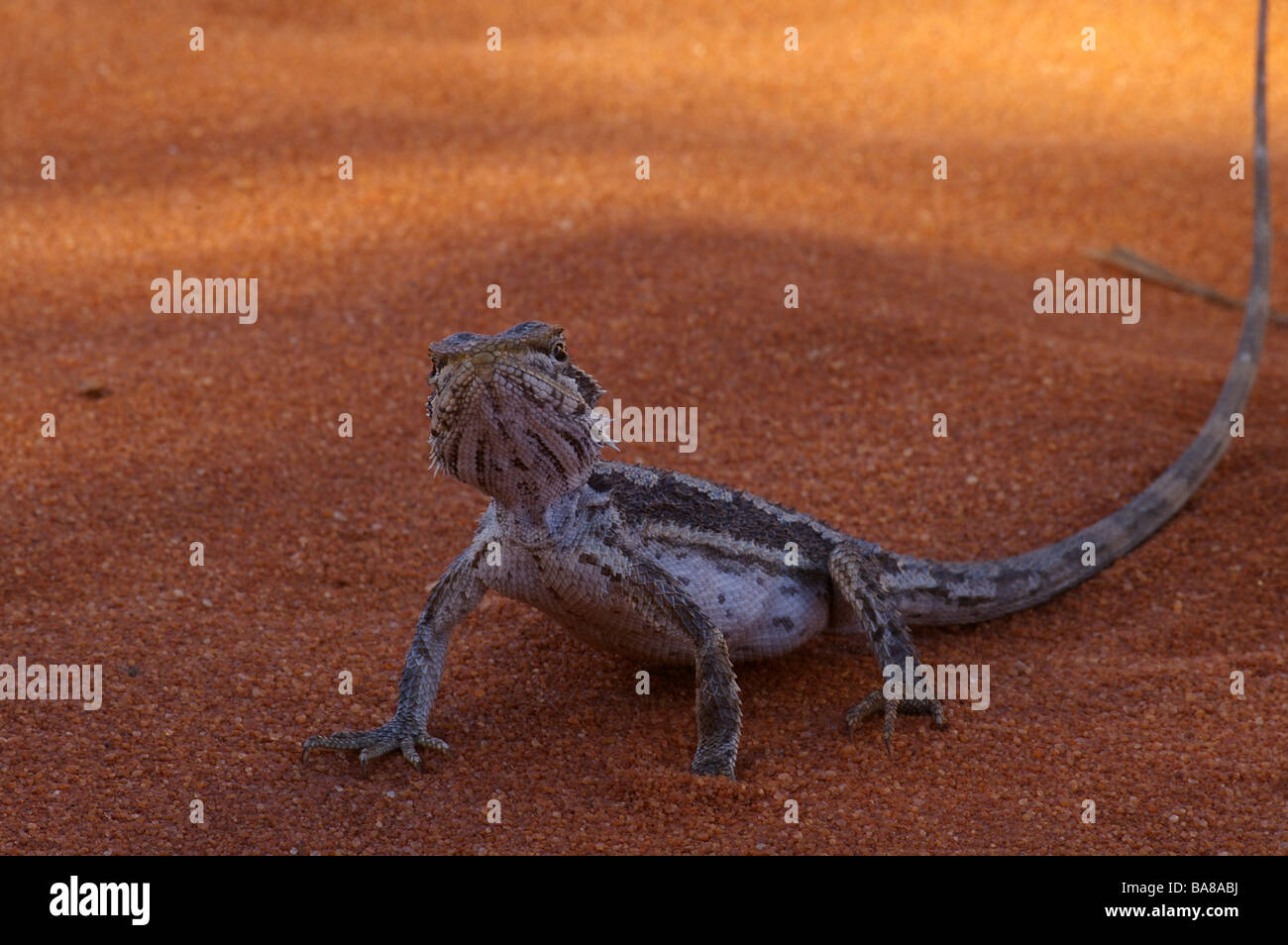 Dwarf Bearded Dragon (Pogona minor) basking in the red sands of the ...