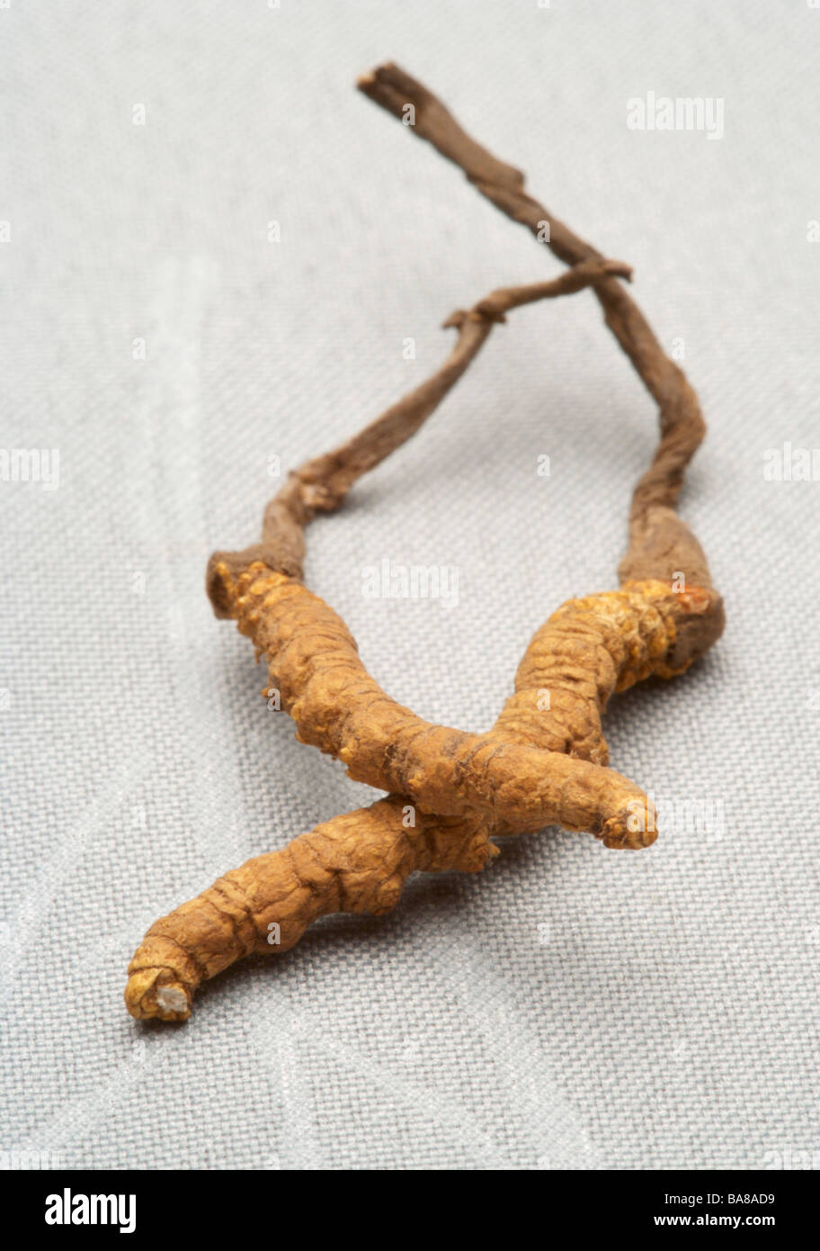Caterpillar fungus hi-res stock photography and images - Alamy