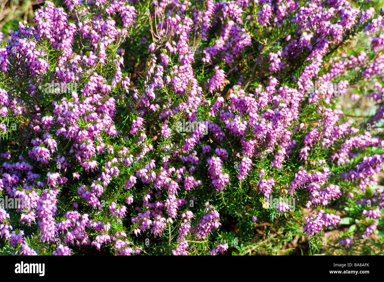 Erika green High Resolution Stock Photography and Images - Alamy