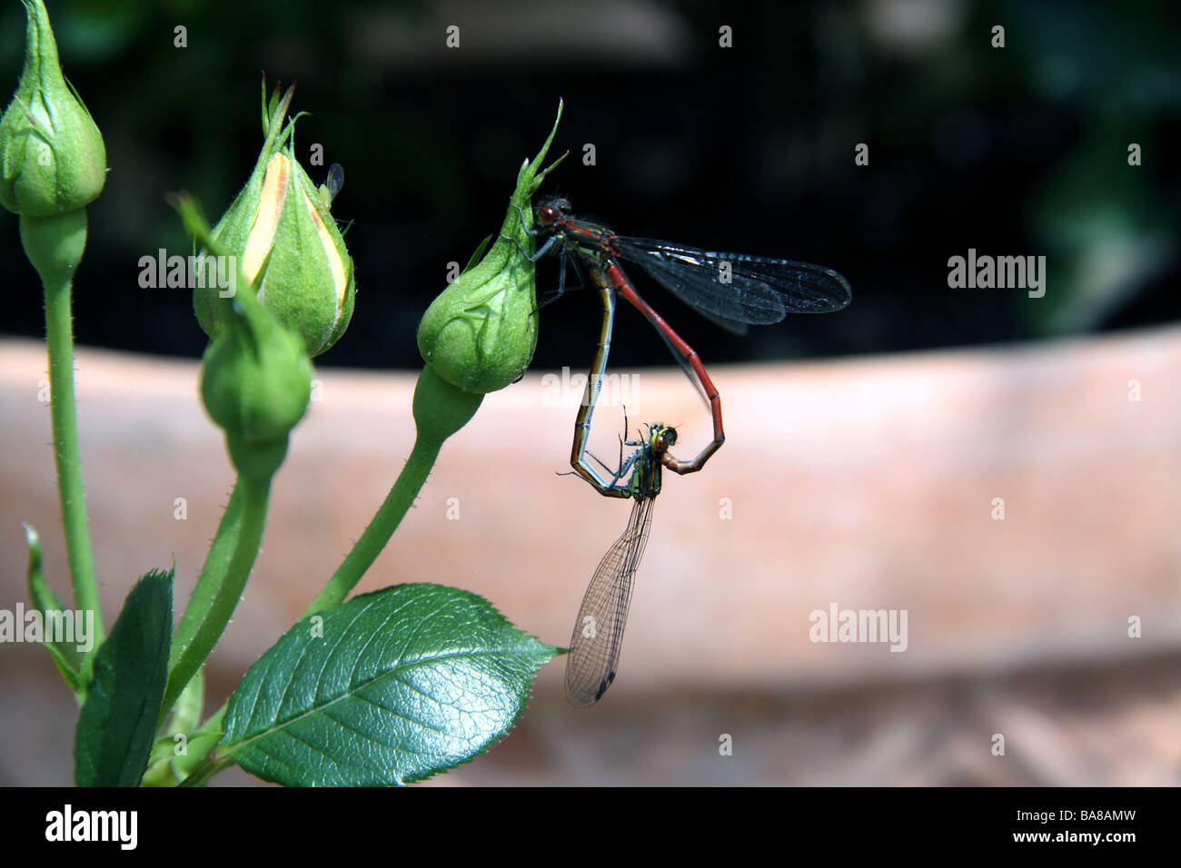 Pair of Dragonflies mating on rose buds Stock Photo - Alamy