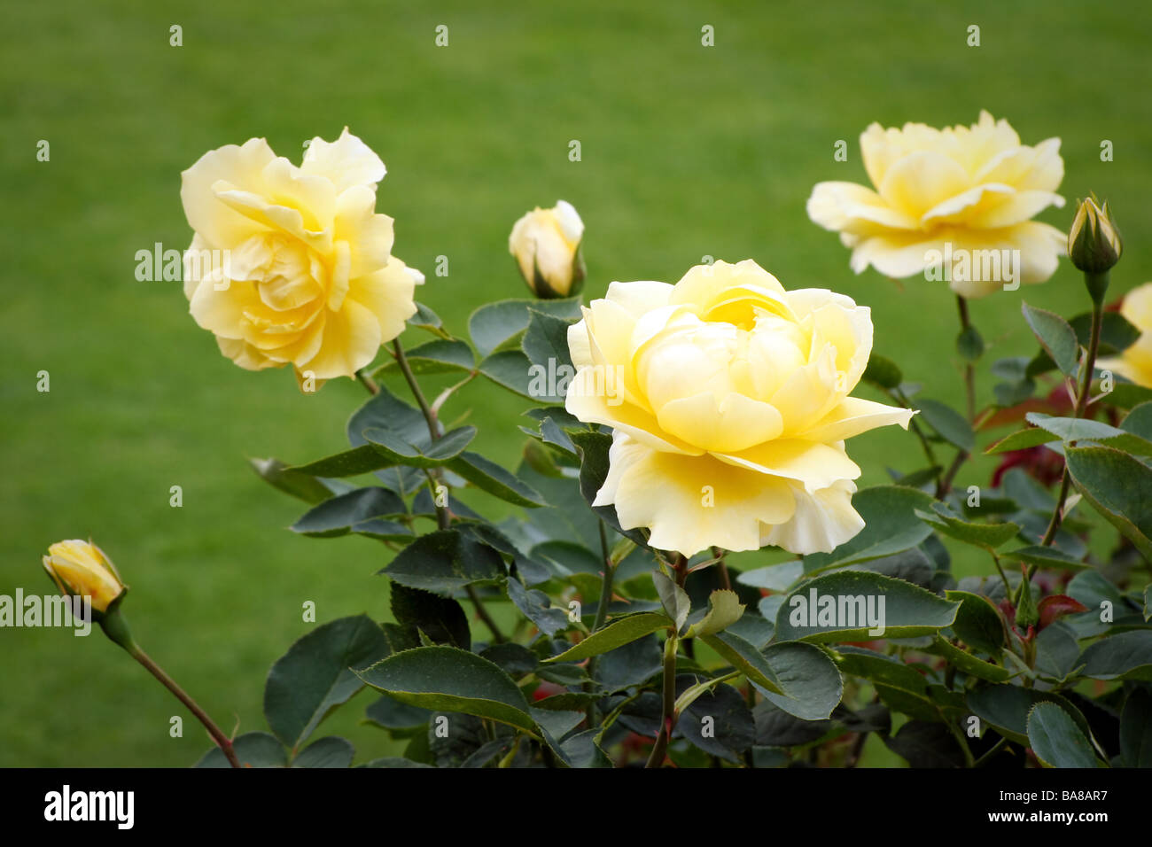 Beautiful yellow Roses (rosa) on display at Butchart Gardens Stock ...