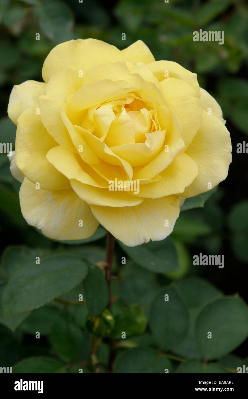 A beautiful yellow Rose (rosa) on display at Butchart Gardens Stock ...