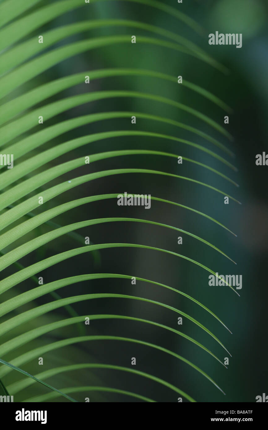 blades of a palm leaf Stock Photo - Alamy