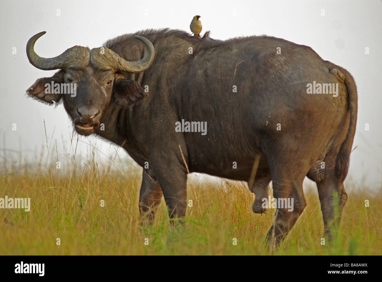Buffalo hi-res stock photography and images - Alamy
