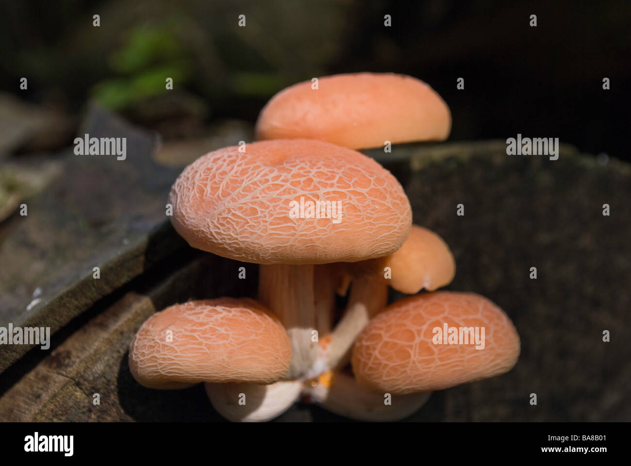 Orange fungi fungus growing hi-res stock photography and images - Alamy