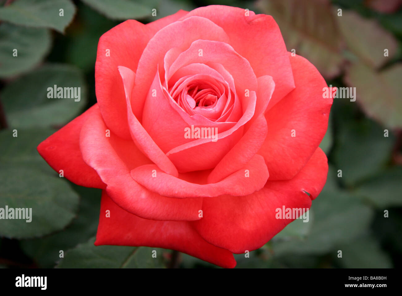 A beautiful red Rose (rosa) on display at Butchart Gardens Stock Photo ...