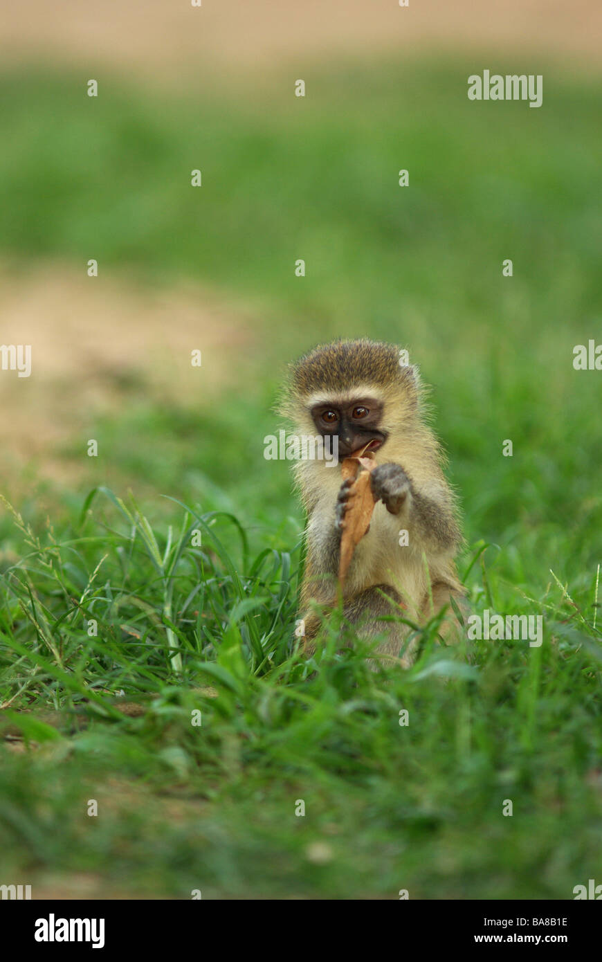 Juvenile vervet monkey - Cercopithecus aethiops Stock Photo - Alamy