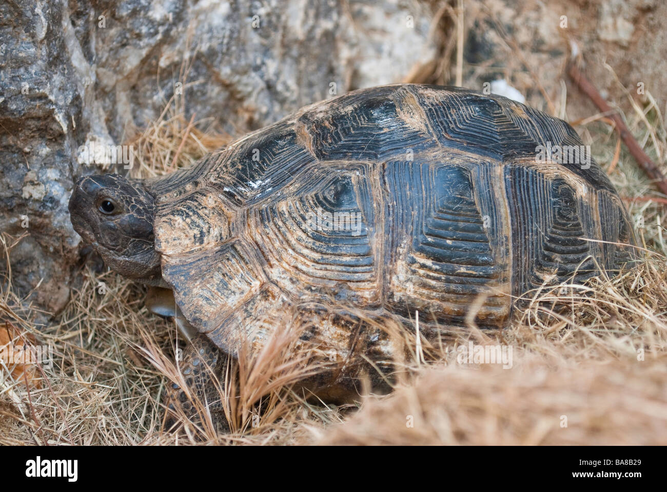 Moving tortoise hi-res stock photography and images - Alamy