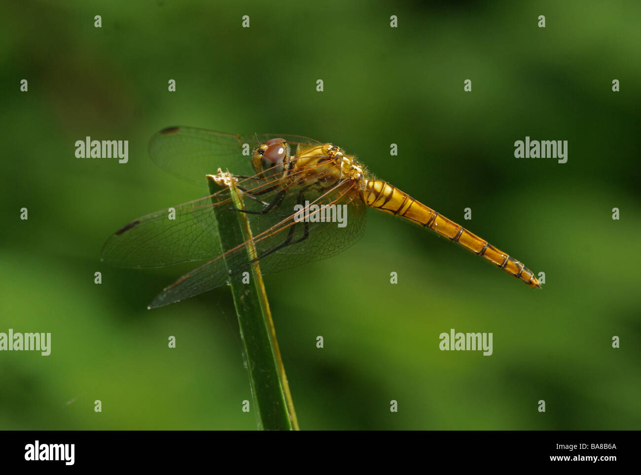 African dragonfly hi-res stock photography and images - Alamy