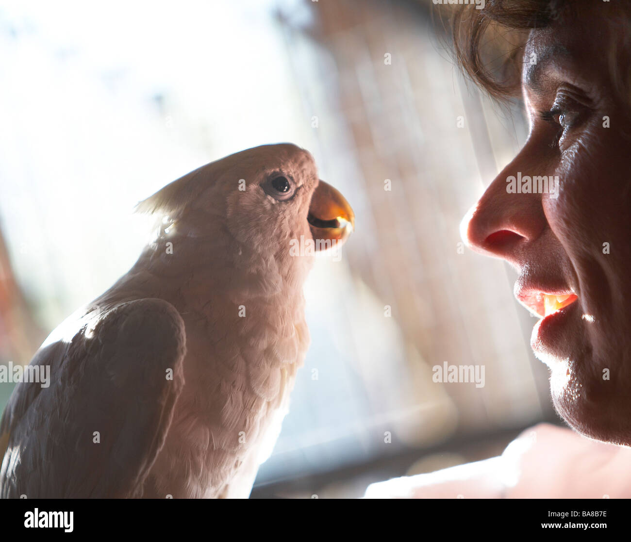 Woman with parakeet hi-res stock photography and images - Alamy