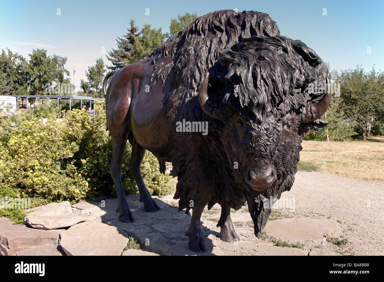 Statue of a Canadian bison outside Fort Calgary Stock Photo - Alamy