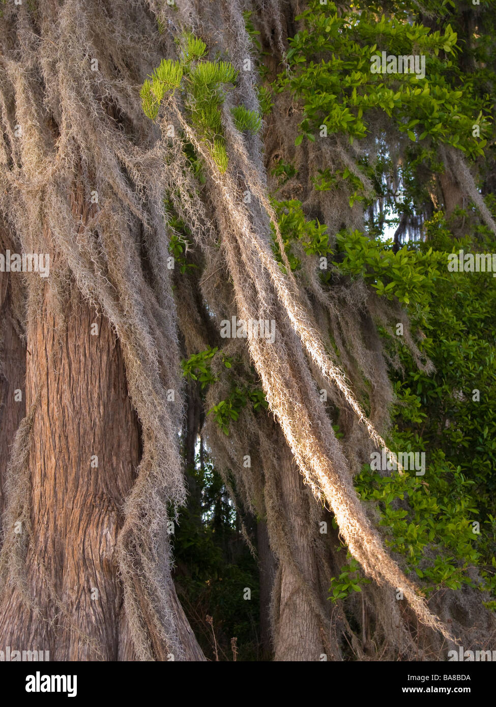 Bald Cypress trees draped with Spanish Moss along shore Lake Louisa ...