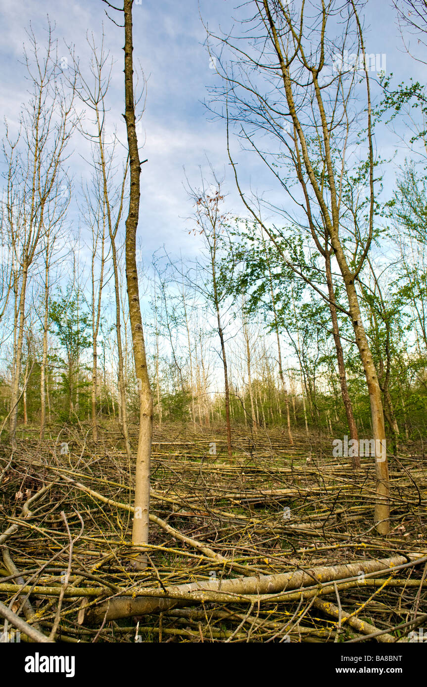 Young trees cut down under tree management in Overscourt wood area near ...