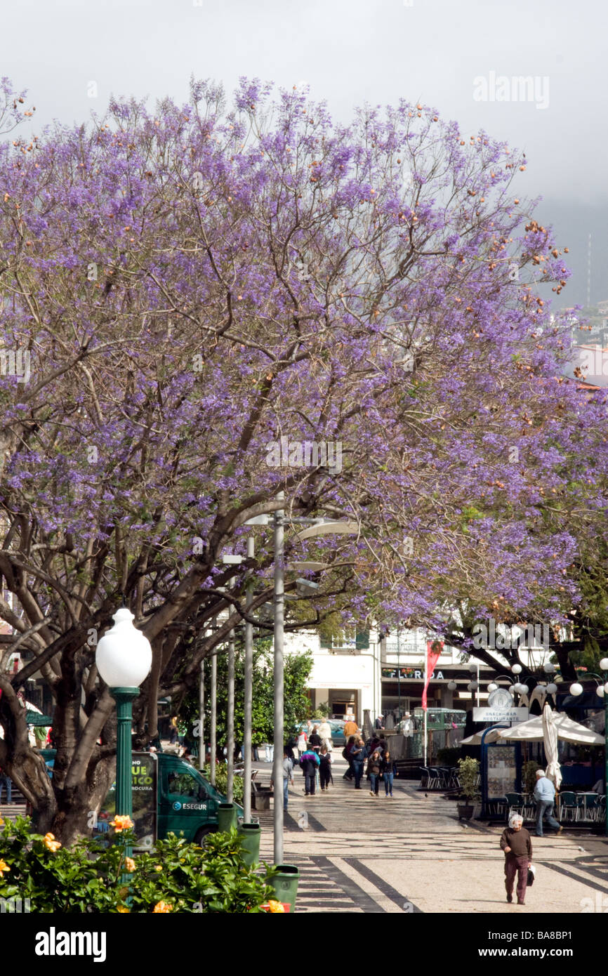 Blue Jacaranda (jacaranda mimosifolia) flowering in Funchal Madeira ...