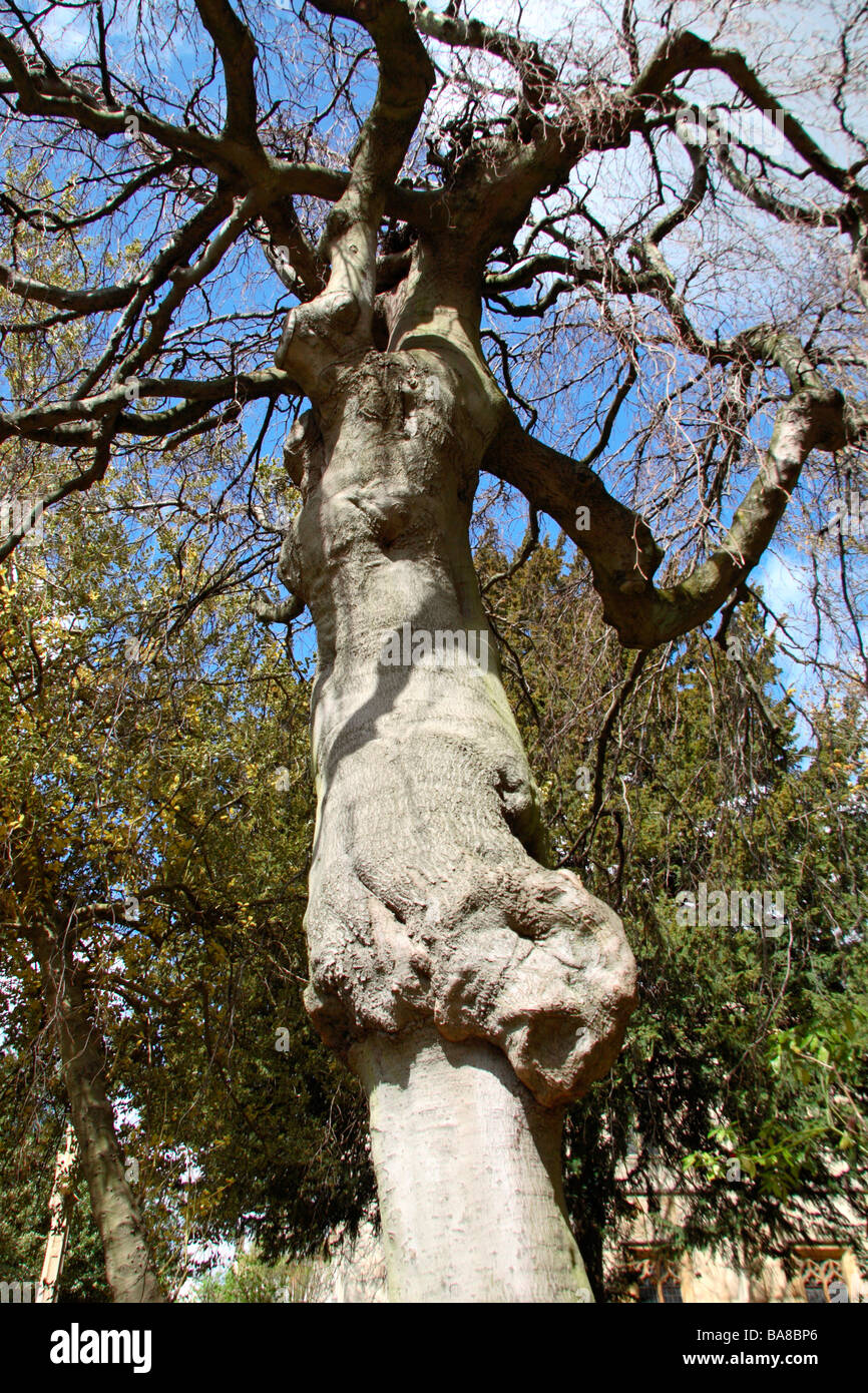 Knarled tree hi-res stock photography and images - Alamy