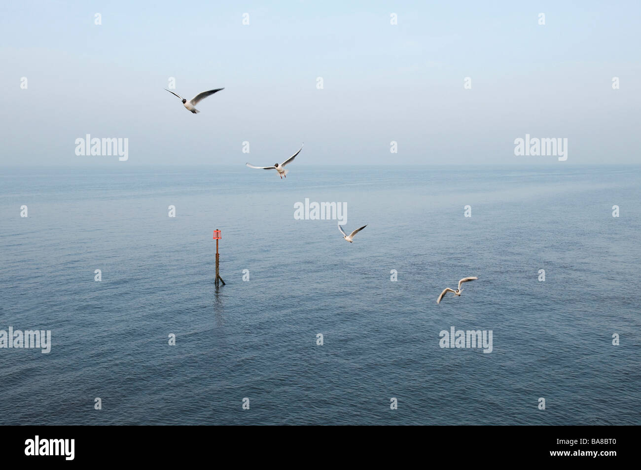 four seagulls flying over sea Stock Photo - Alamy