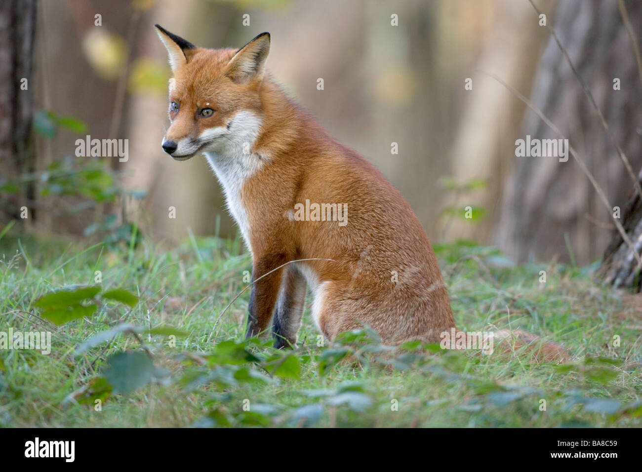 Portrait Red Fox Vulpes vulpes male sitting in woodland UK Autumn Stock ...