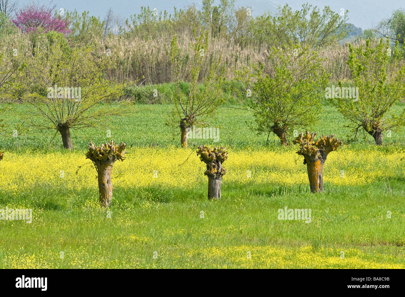 Pollarded mulberry trees amongst wildflowers at springtime on the ...