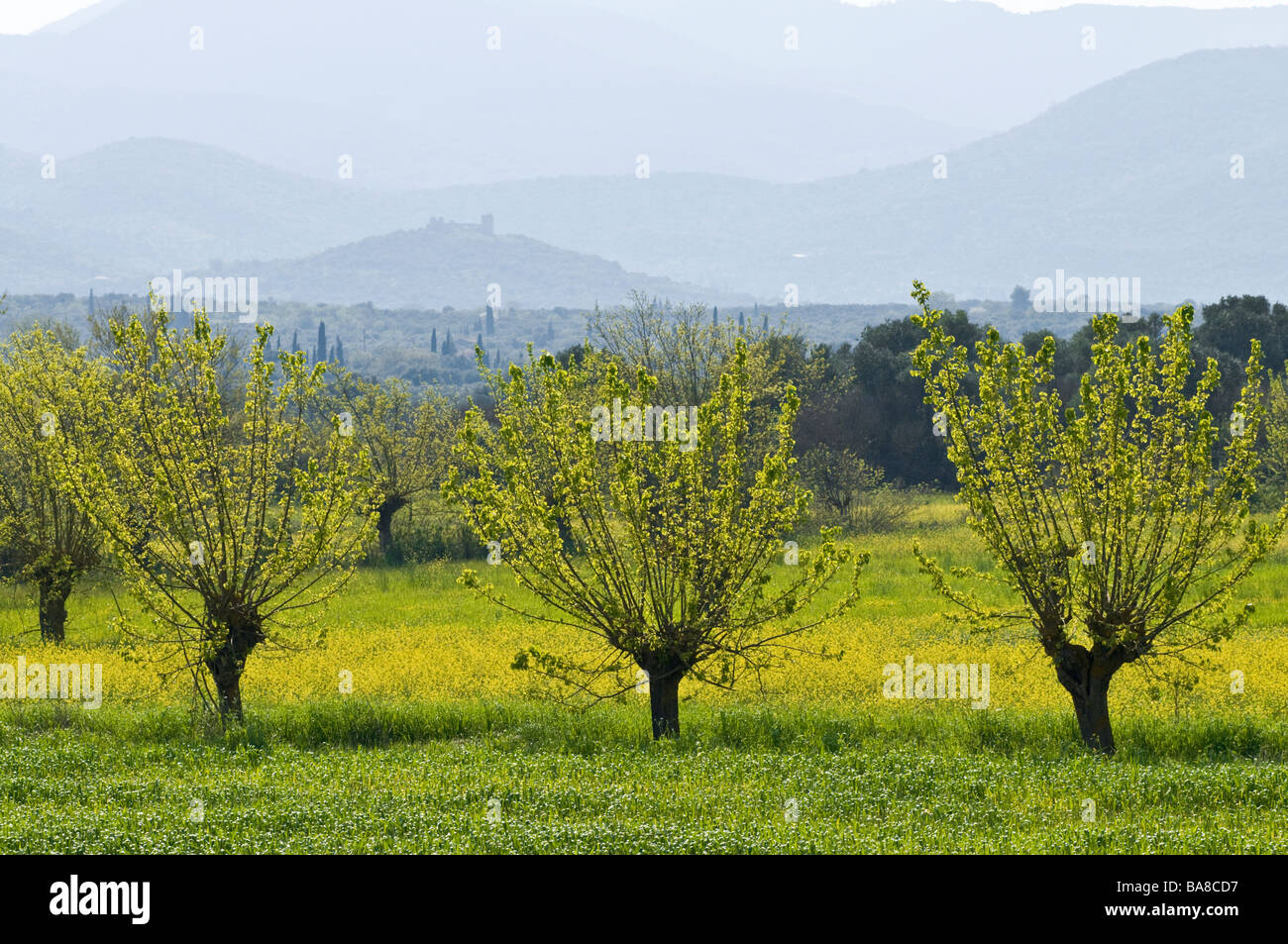 Pollarded mulberry hi-res stock photography and images - Alamy