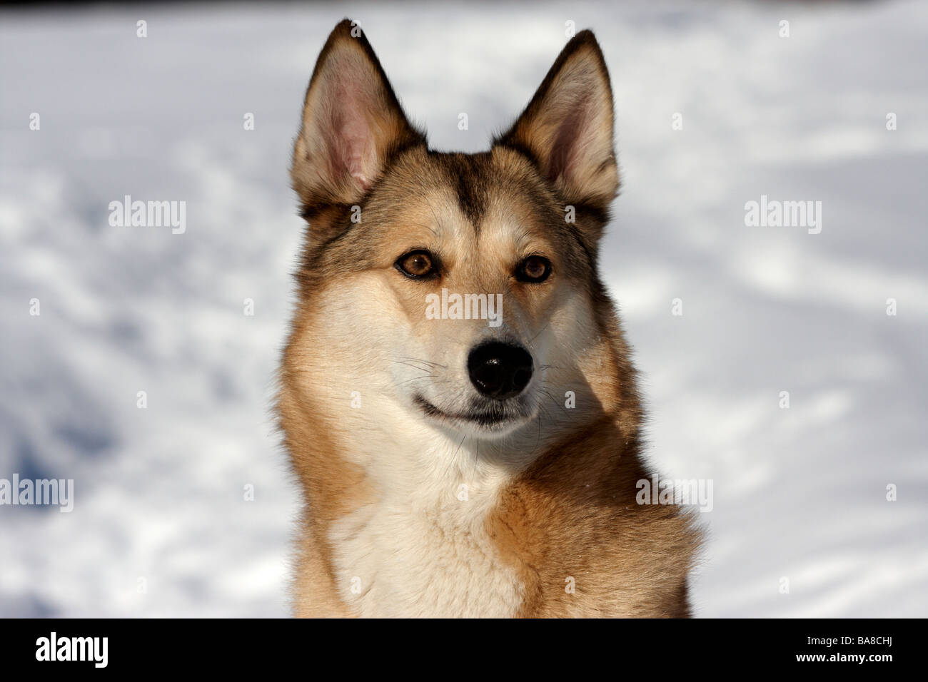 West Siberian Laika Stock Photo - Alamy
