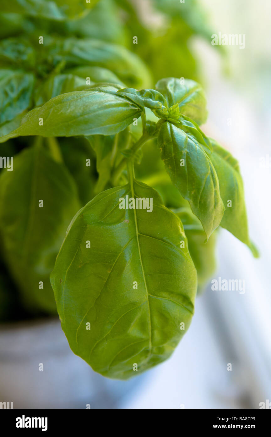 Basilica leaf hi-res stock photography and images - Alamy