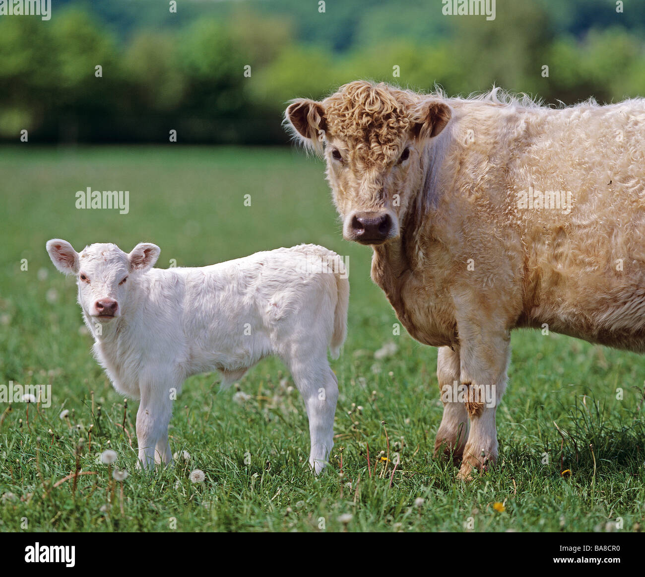 Charolais Calves