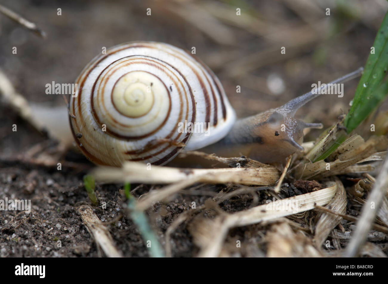White lipped snail Cepaea hortensis UK Summer Stock Photo - Alamy