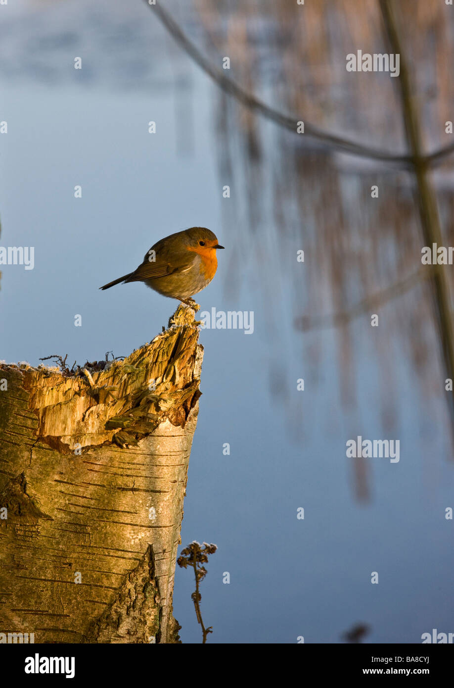 Robin reed hi-res stock photography and images - Alamy