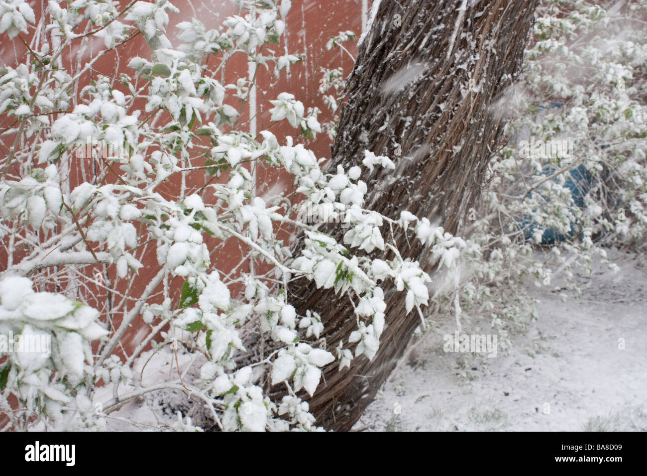 A late spring snowstorm coats a lilac bush with snow Stock Photo - Alamy