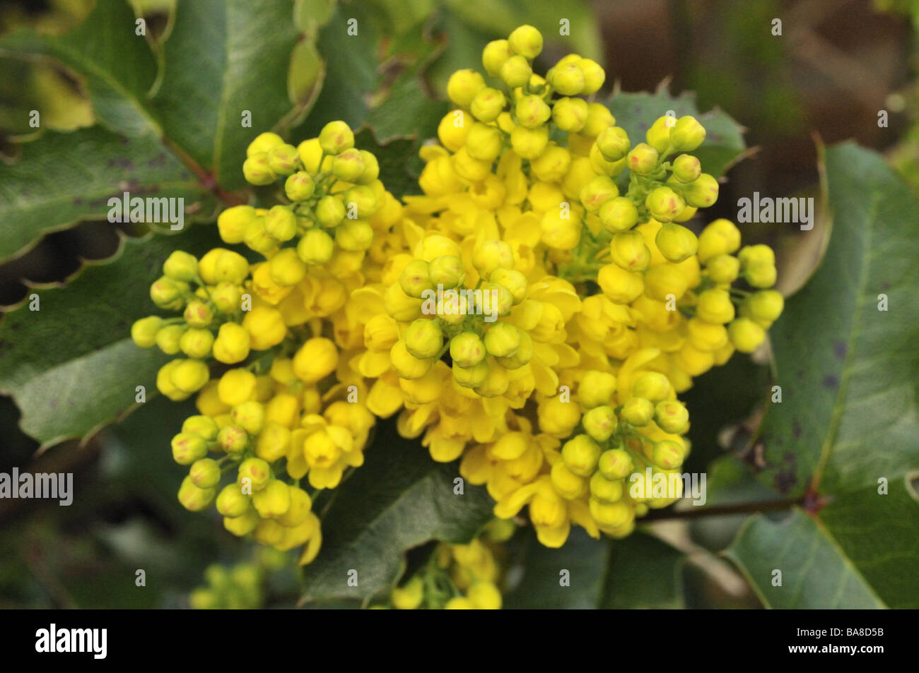 Mahonia flowers hi-res stock photography and images - Alamy